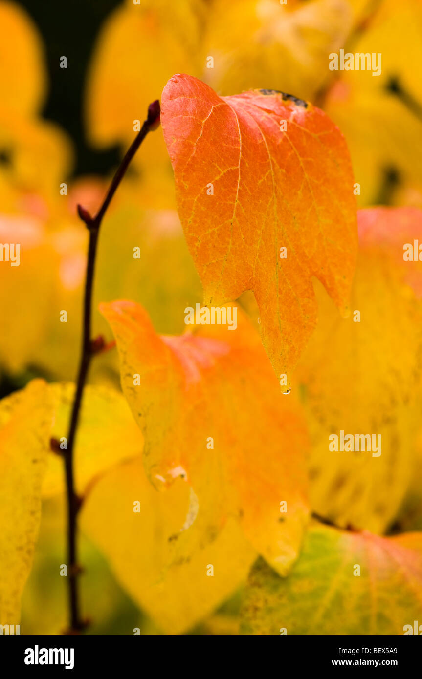 Lindera obtusiloba Japanese Spicebush leaves in Autumn Stock Photo - Alamy