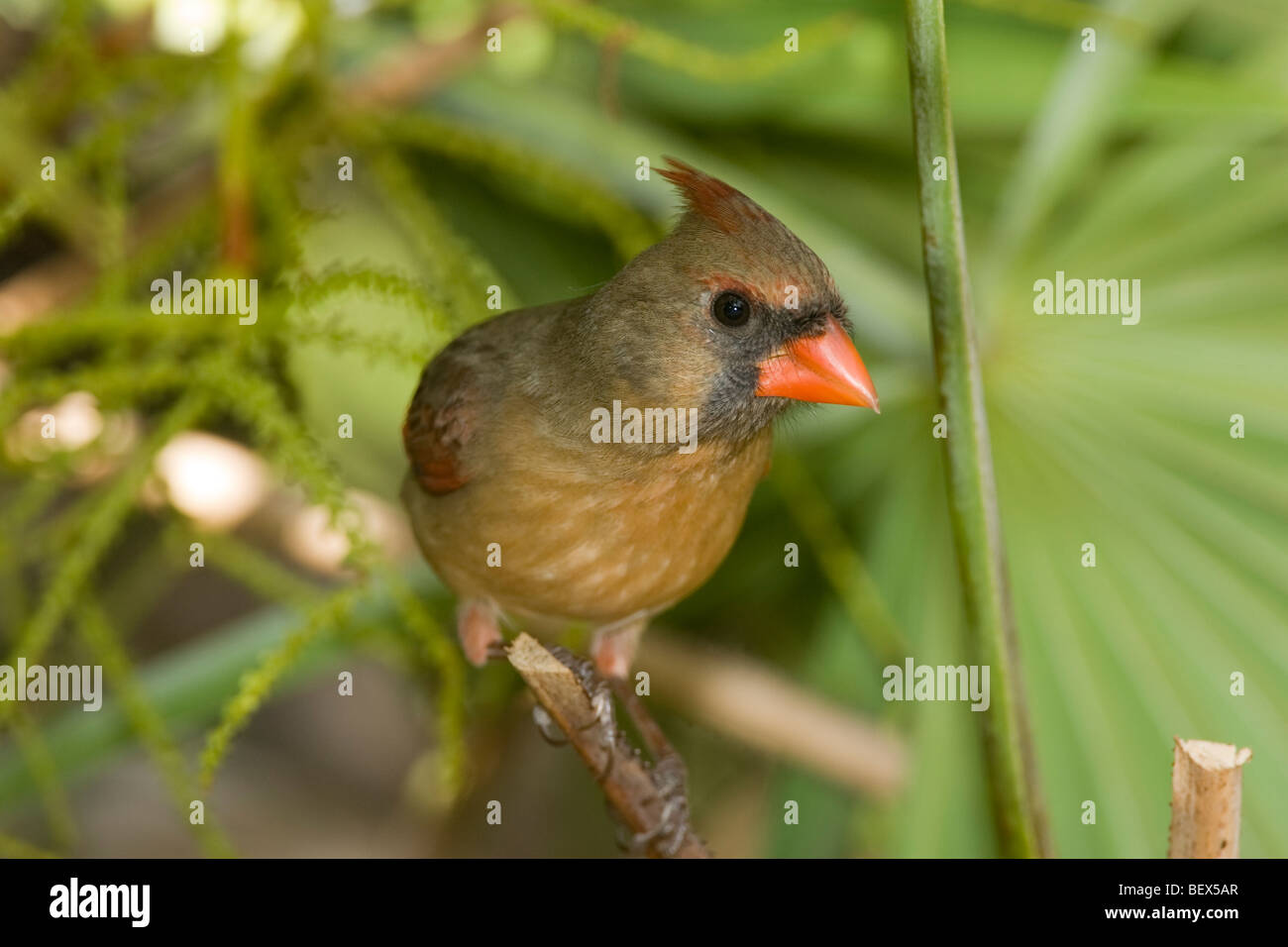 Female cardinal, Cardinalis cardinalis, on a palmetto shrub in Florida ...