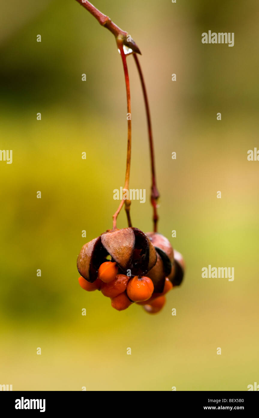 Autumn seeds of an Euonymus oxyphyllus Japanese or Korean Spindle Tree ...