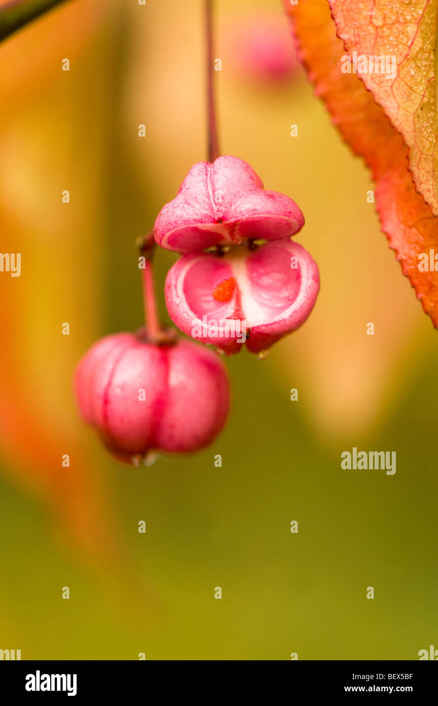 Autumn seeds of an Euonymus hamiltonianus Chinese Spindle Tree Stock ...