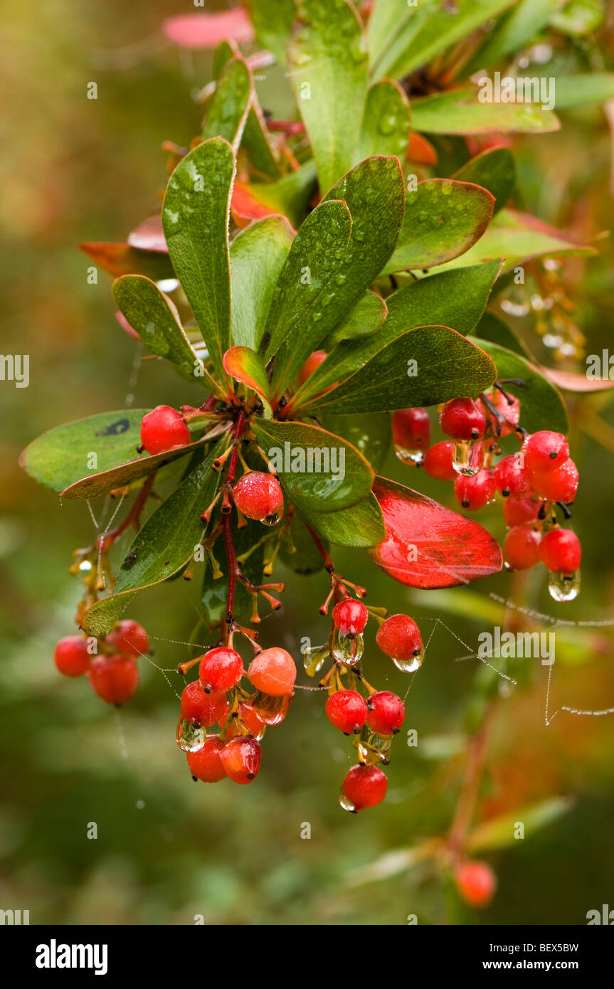 Barberry berries uk hi-res stock photography and images - Alamy