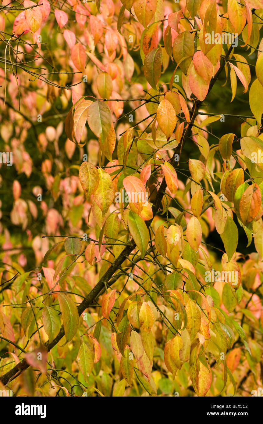 Euonymus bungeanus, Chinese Spindle Tree leaves in Autumn Stock Photo ...