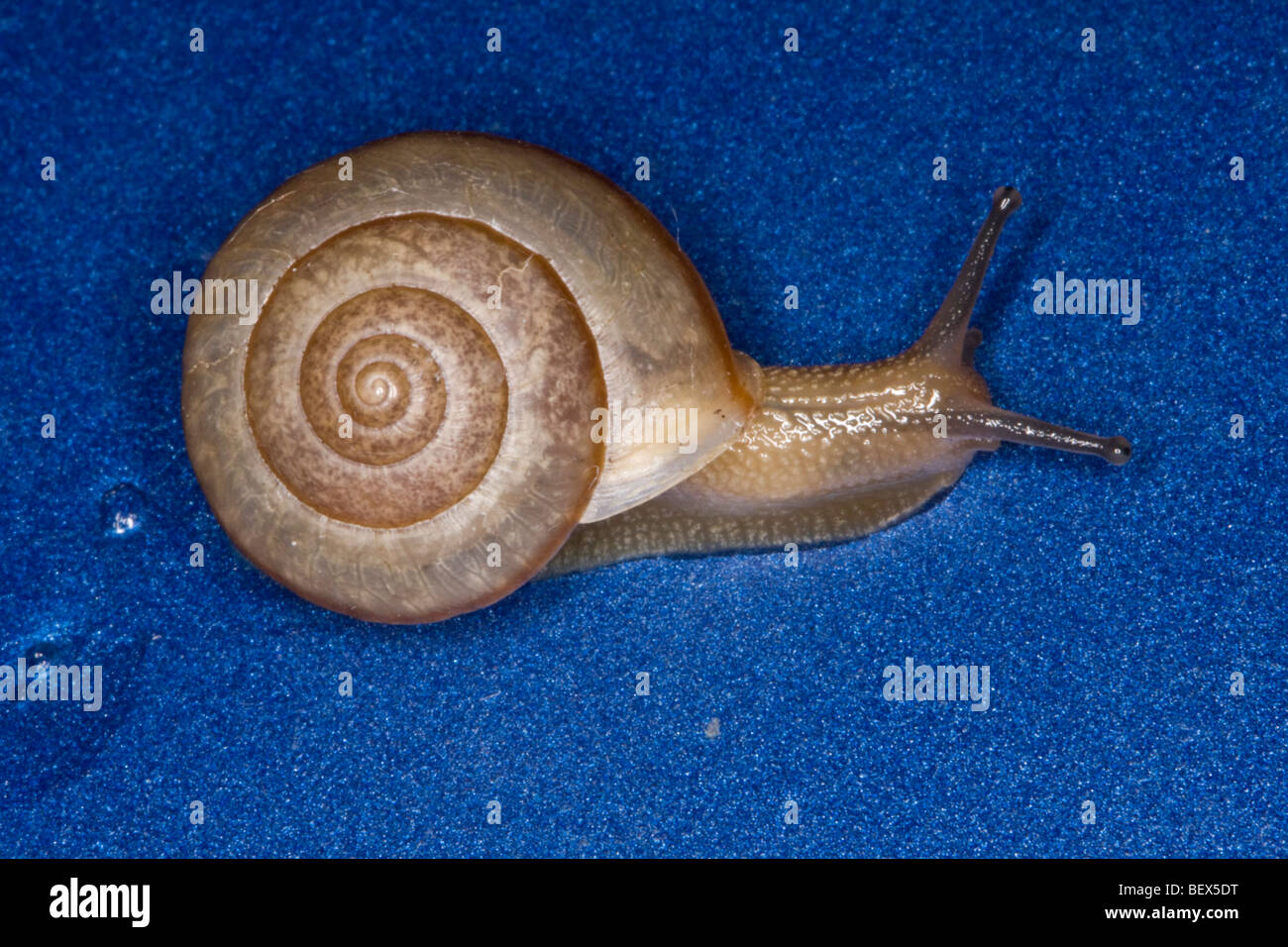 Florida land snail on a blue textured background Stock Photo - Alamy