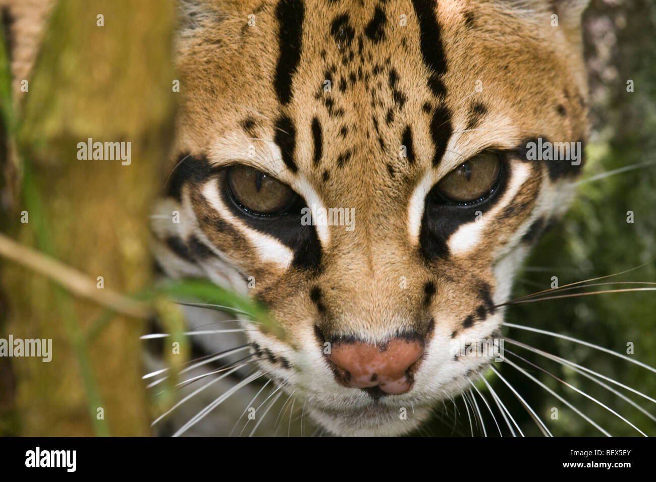 Ocelot, Leopardus pardalis, sometimes called the painted leopard ...