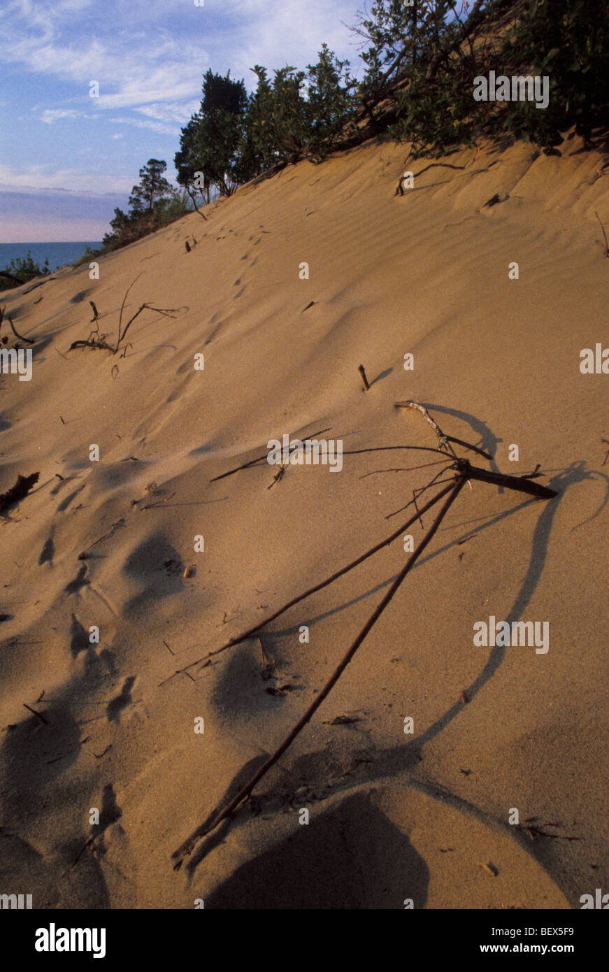 Sand Dune, Dunes Beach, Pinery Provincial Park, Ontario Stock Photo - Alamy