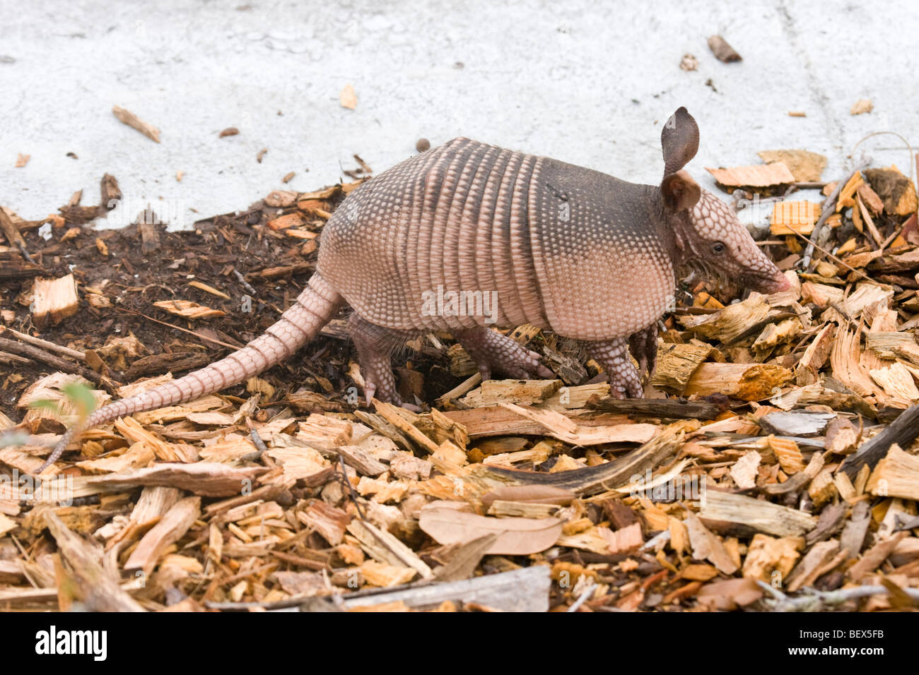 Nine Banded Armadillo High Resolution Stock Photography and Images - Alamy