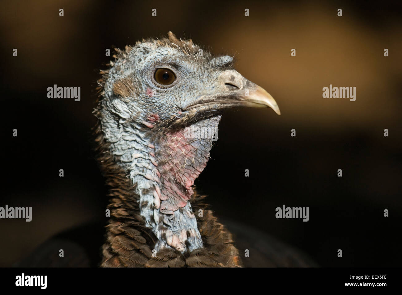 Wild Florida turkey portrait - female Stock Photo - Alamy