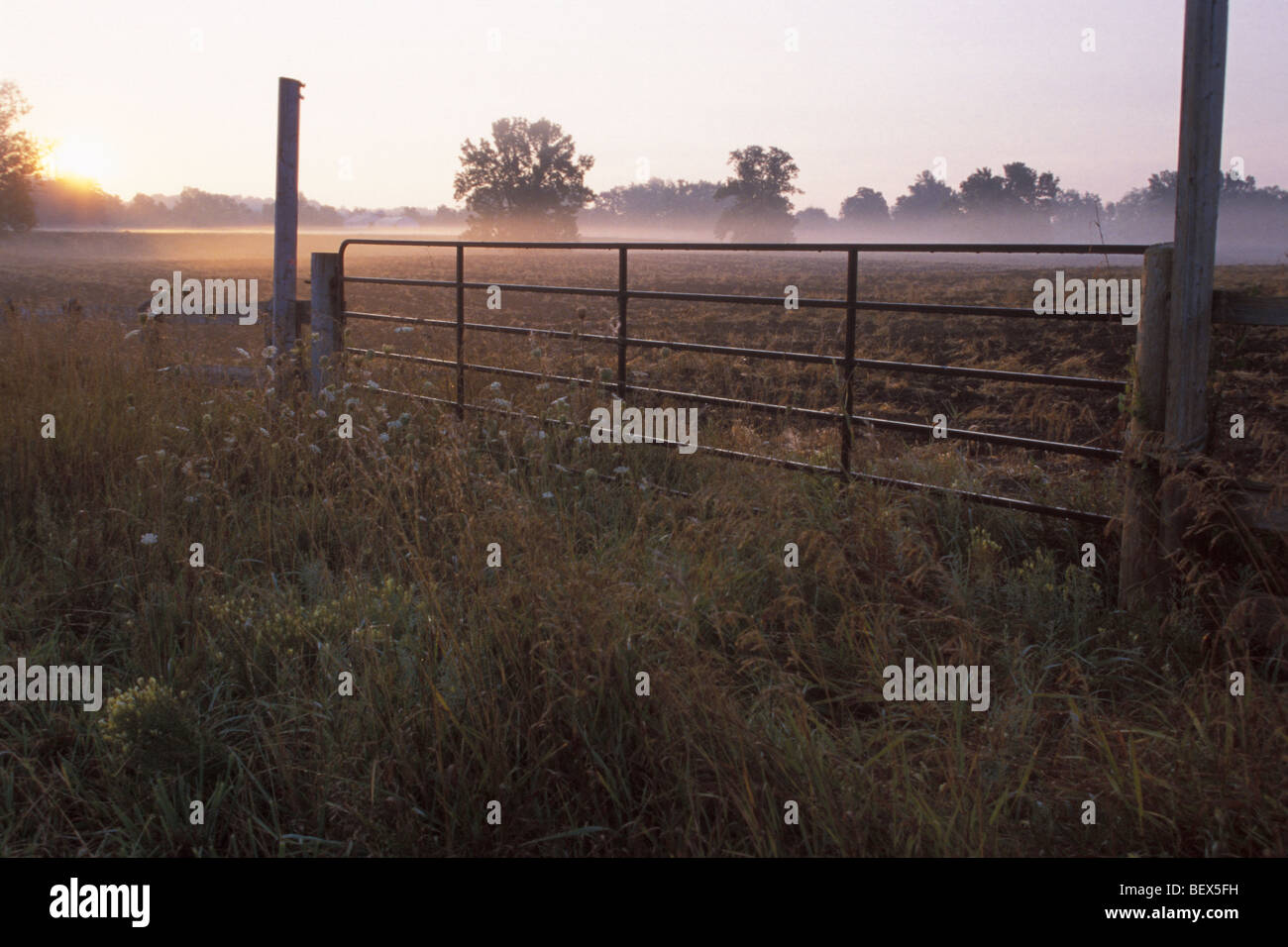 Field boundary trees hi-res stock photography and images - Alamy