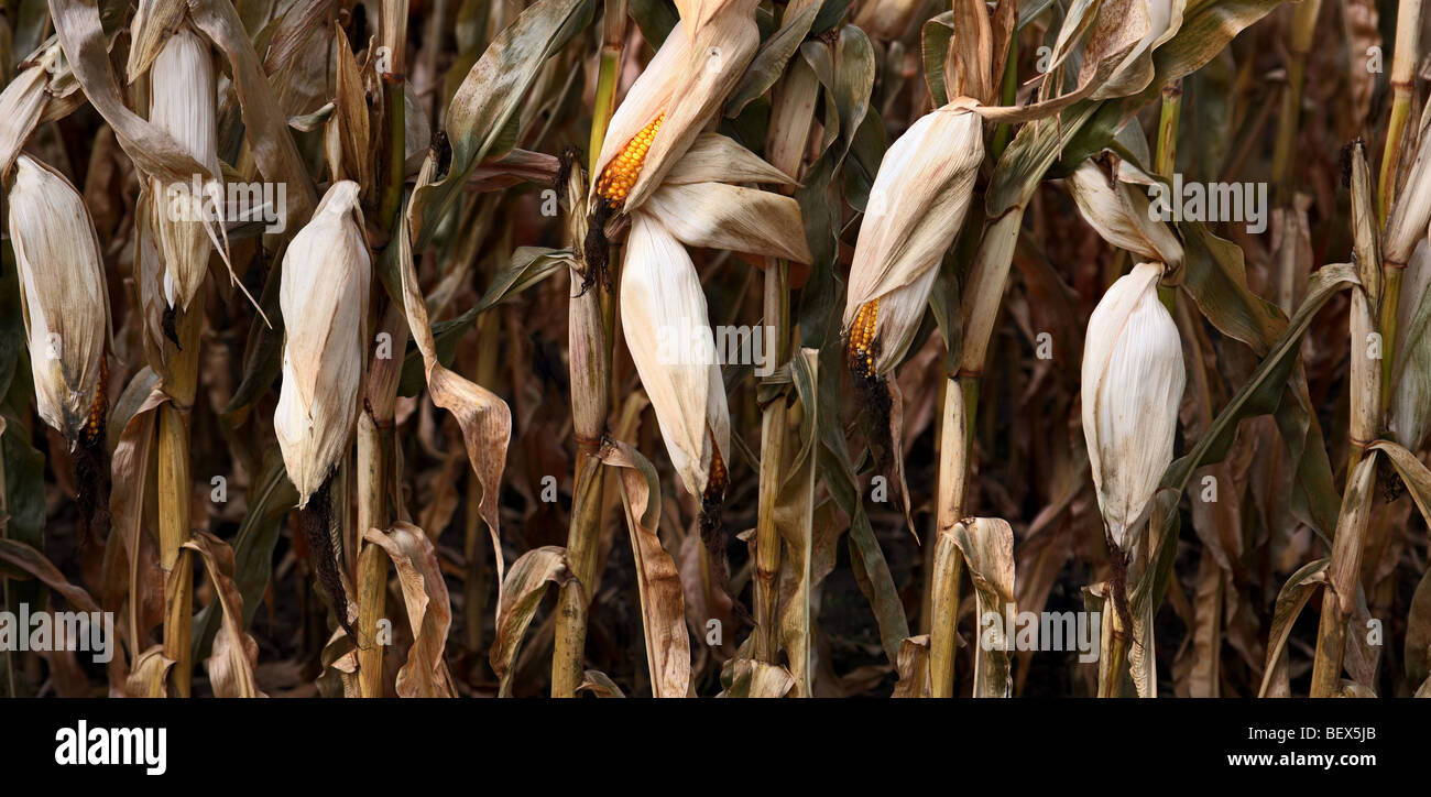 dead corn plants with corn still hanging on them before harvest Stock ...
