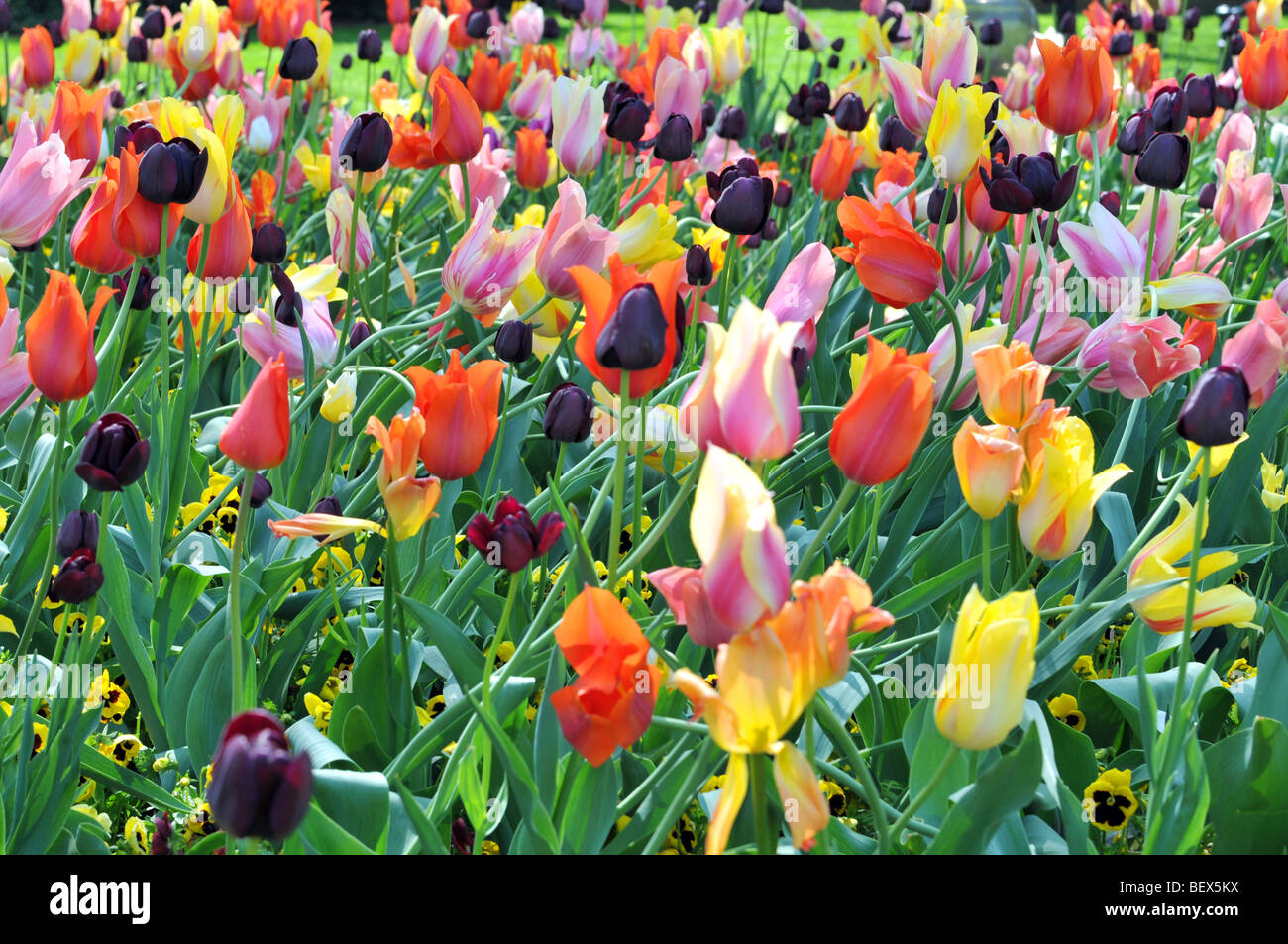 Tulip garden with a variety of colors Stock Photo - Alamy