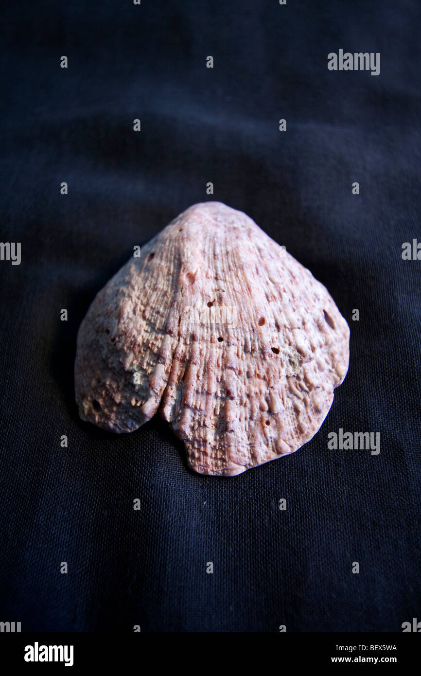 A shell still life Stock Photo - Alamy