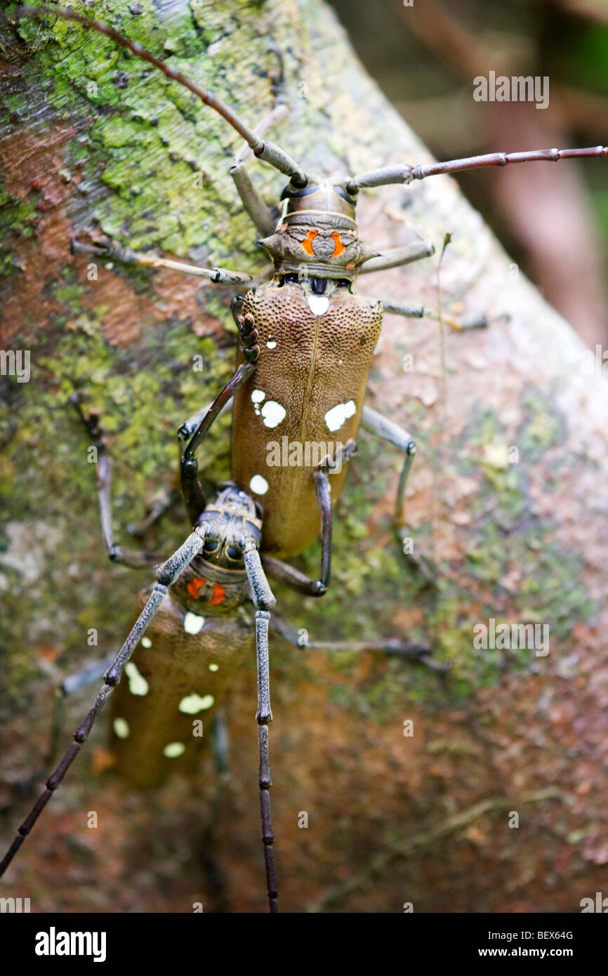 A pair of Batocera rubus beetles on a cut tree Stock Photo - Alamy