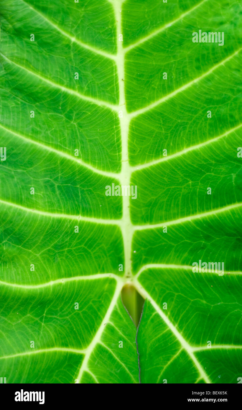 Leaf venation hi-res stock photography and images - Alamy