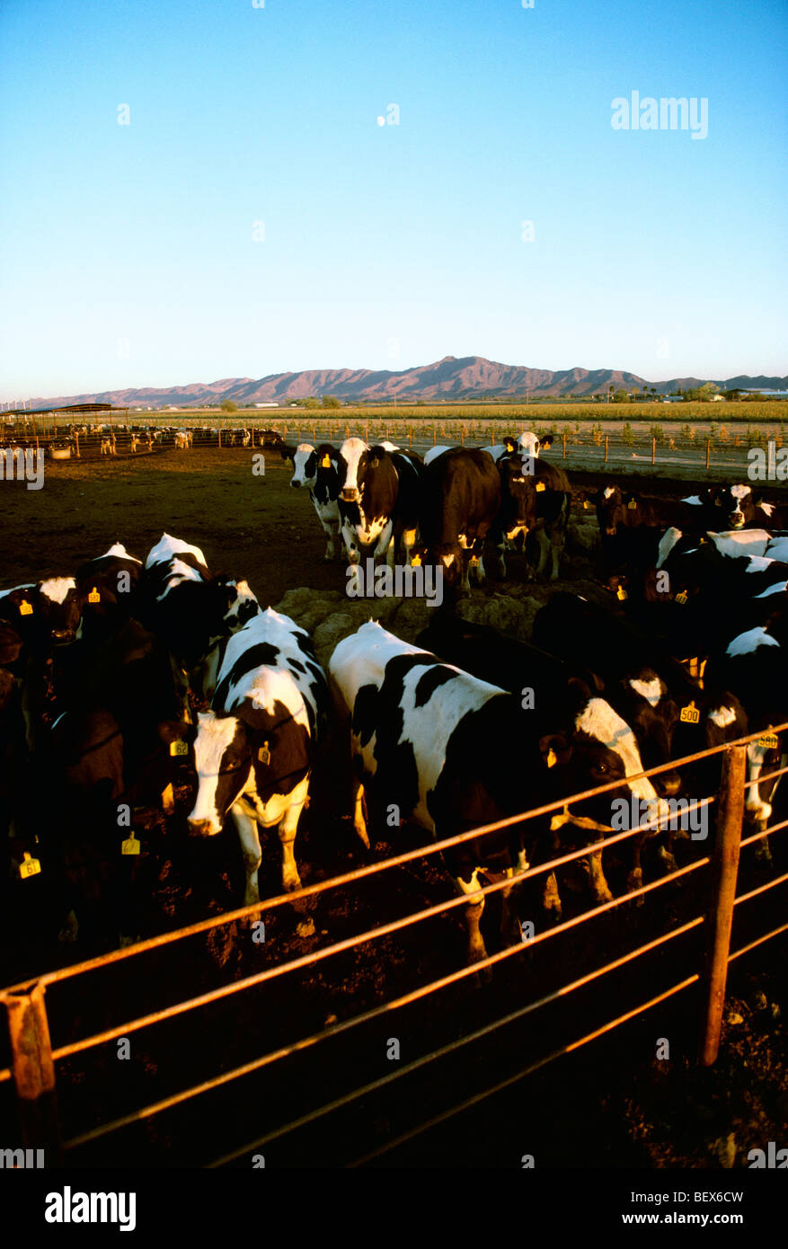 Cattle feedlot phoenix hi-res stock photography and images - Alamy