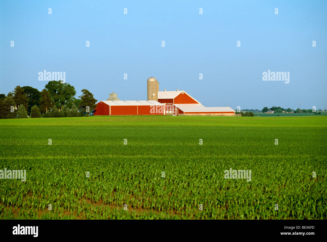 Agriculture - Early growth grain corn field with large red barns and ...
