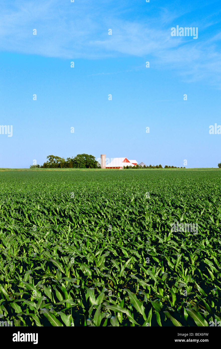 Pre tassel stage hi-res stock photography and images - Alamy