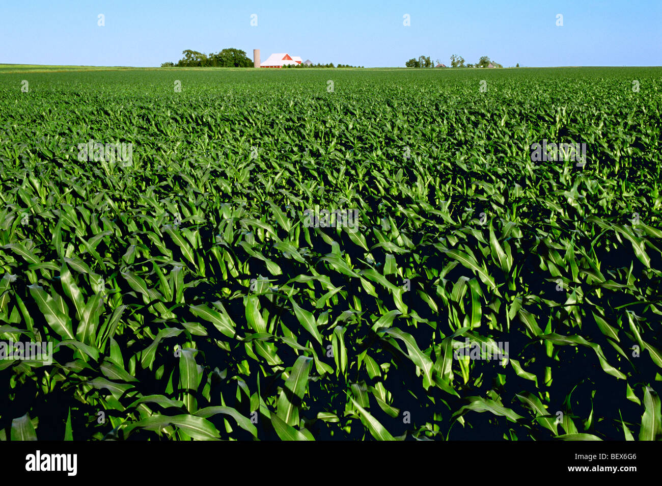 Mid growth, pre tassel stage grain corn field with a red barn and silo ...