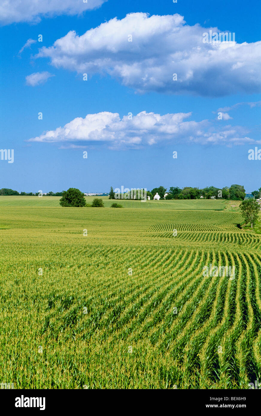 Corn Fields Illinois High Resolution Stock Photography and Images - Alamy