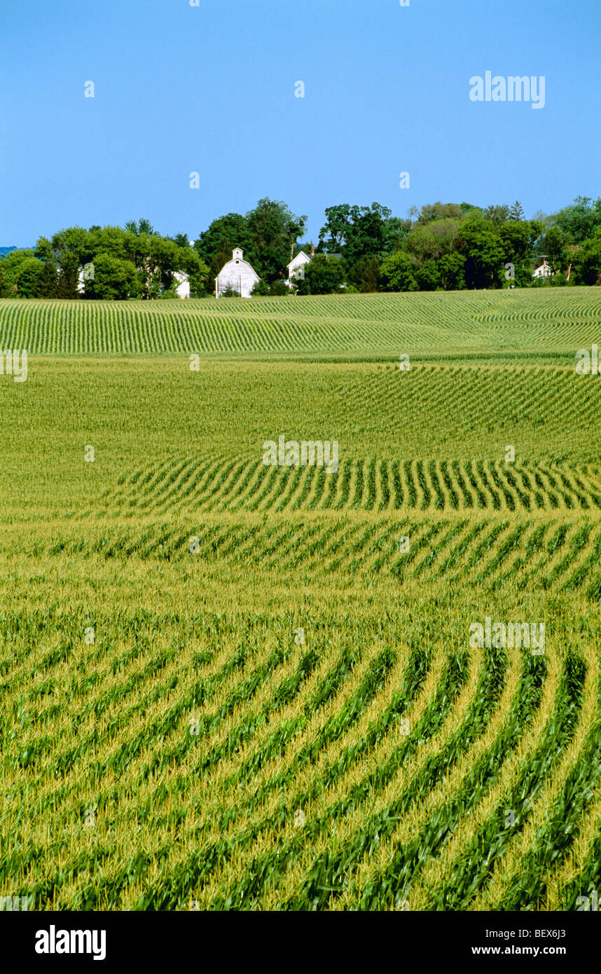 Agriculture - Rolling mid growth fields of fully tasseled grain corn ...