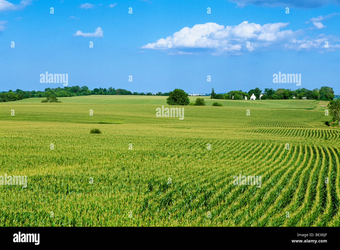 Agriculture - Rolling mid growth fields of fully tasseled grain corn ...