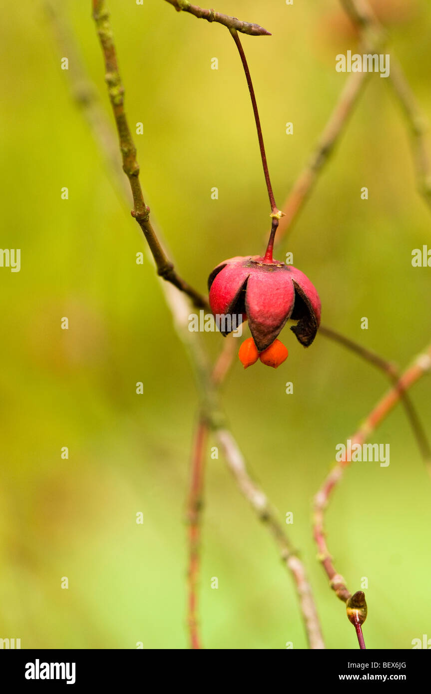 Seeds of an Euonymus oxyphyllus, Japanese or Korean Spindle Tree Stock ...