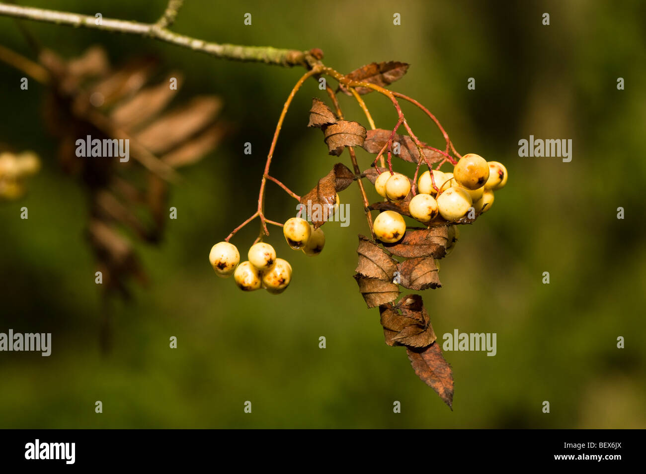 Rowan joseph rock hi-res stock photography and images - Alamy