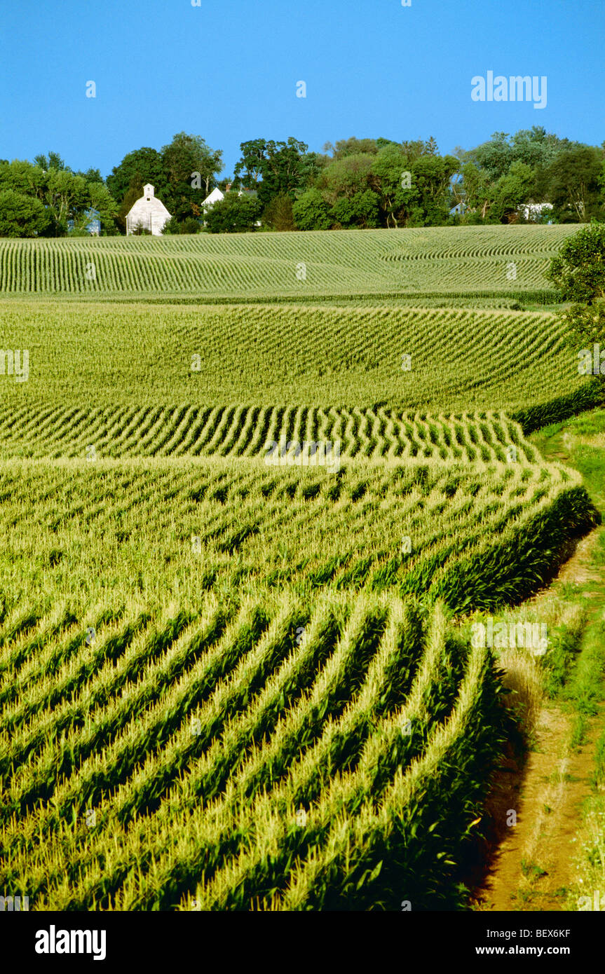 Corn fields illinois hi-res stock photography and images - Alamy