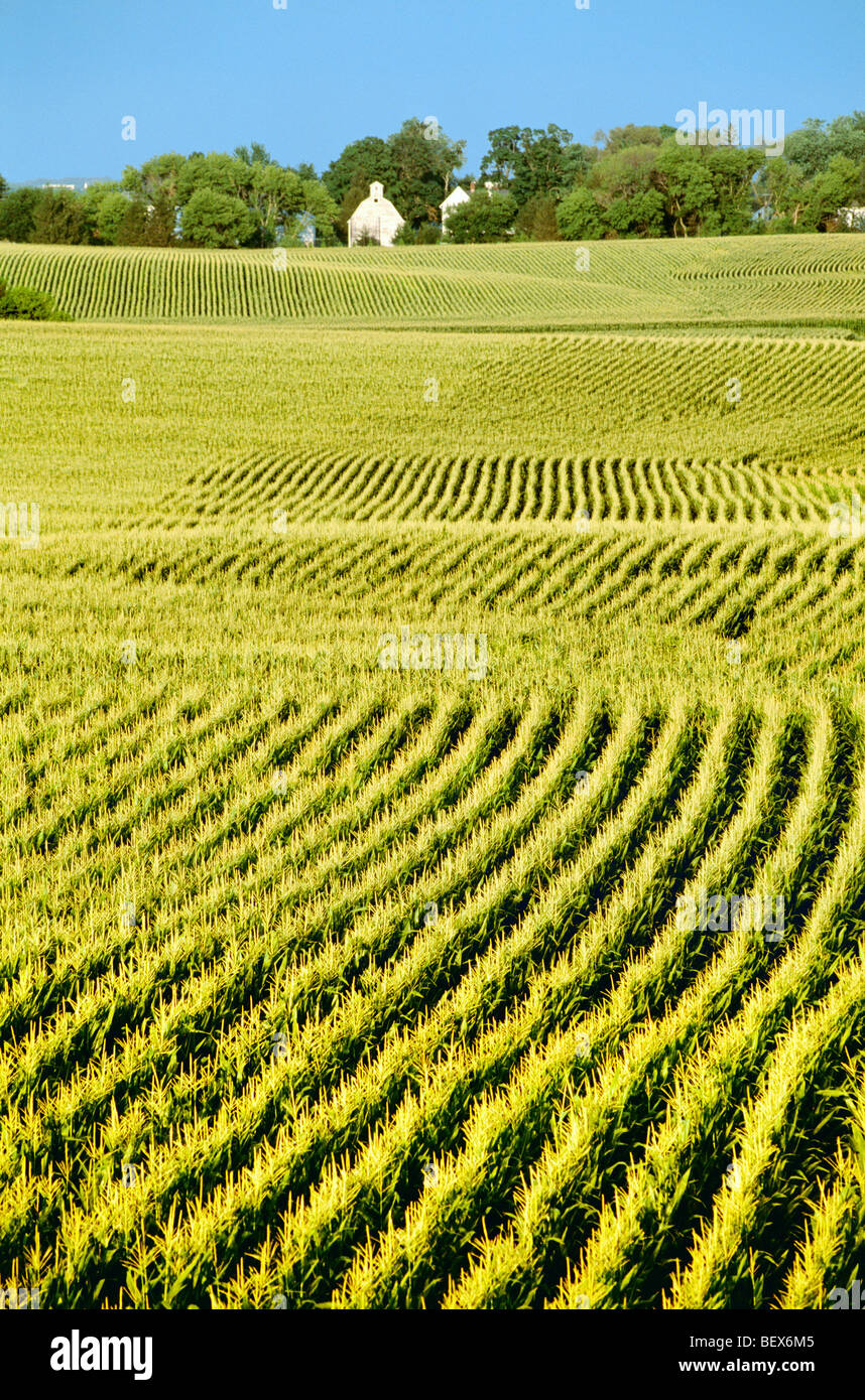 Agriculture - Rolling mid growth fields of fully tasseled grain corn ...