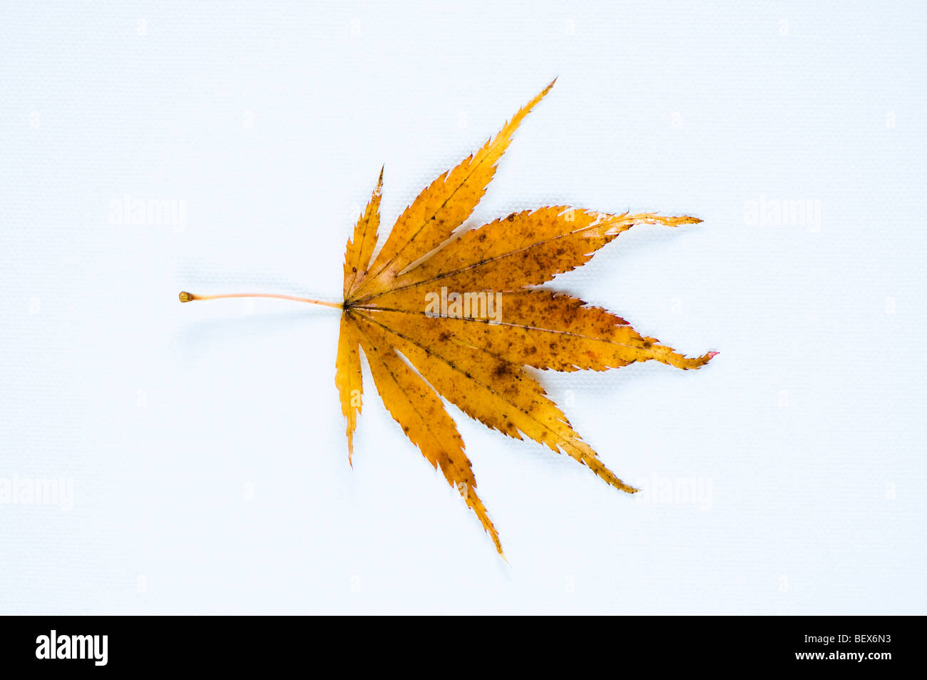 Acer palmatum leaf against a white background Stock Photo - Alamy