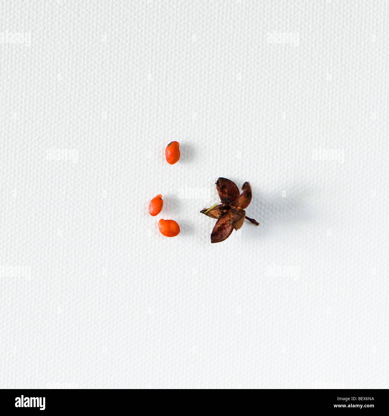 Seeds of Euonymus oxyphyllus Japanese or Korean Spindle Tree Stock ...