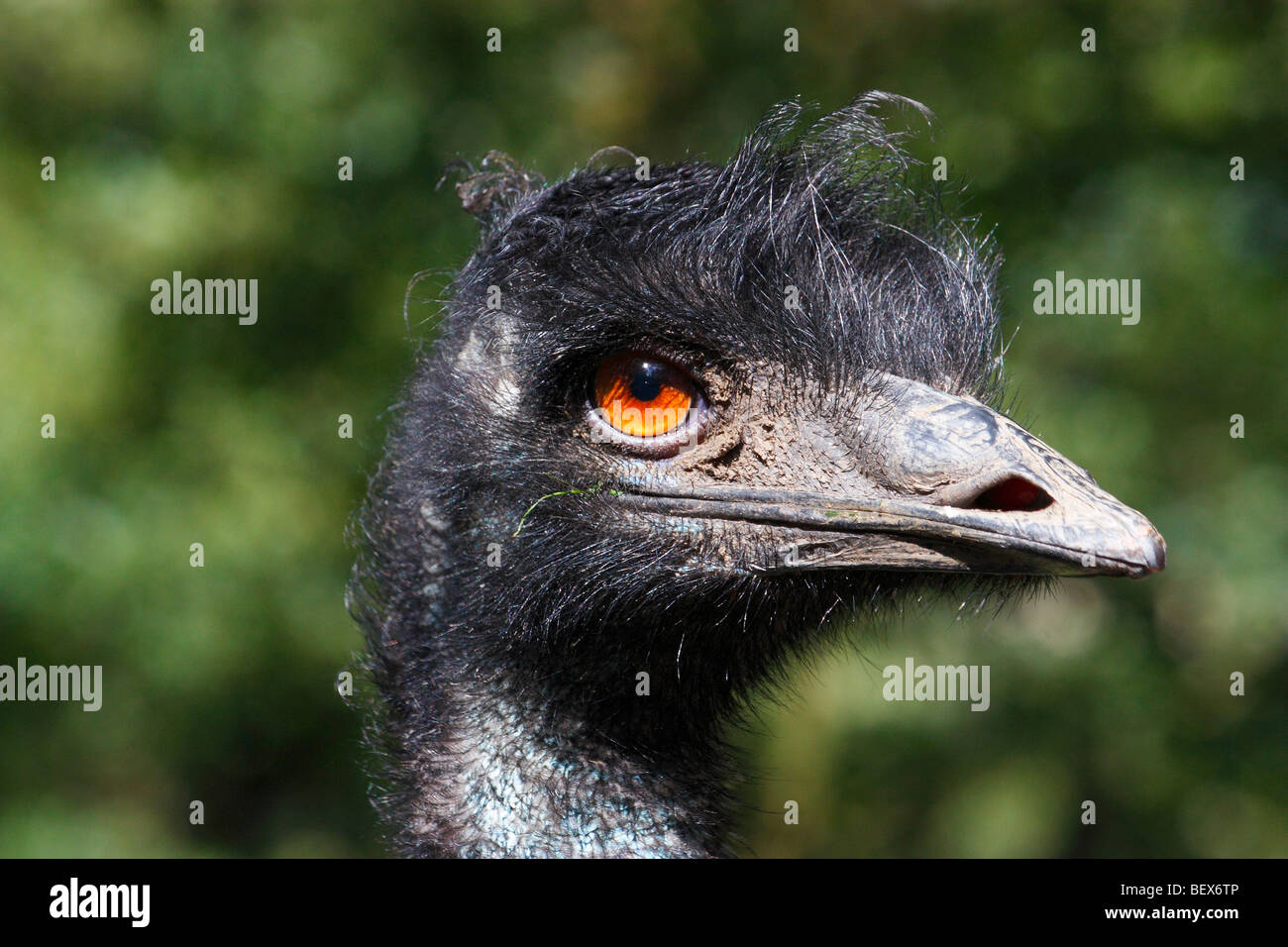 Emu profile hi-res stock photography and images - Alamy