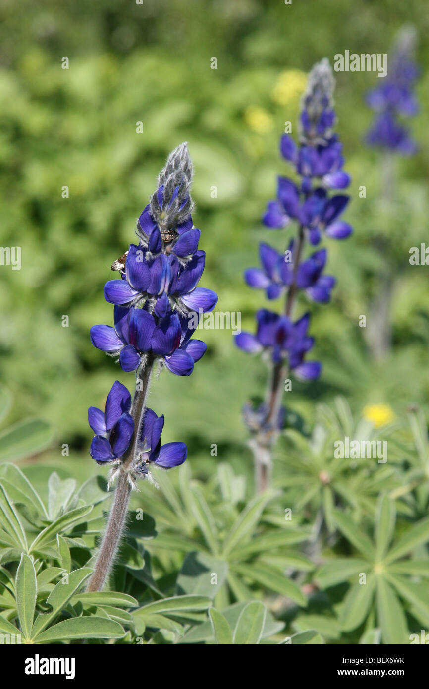 Blue Lupin High Resolution Stock Photography and Images - Alamy
