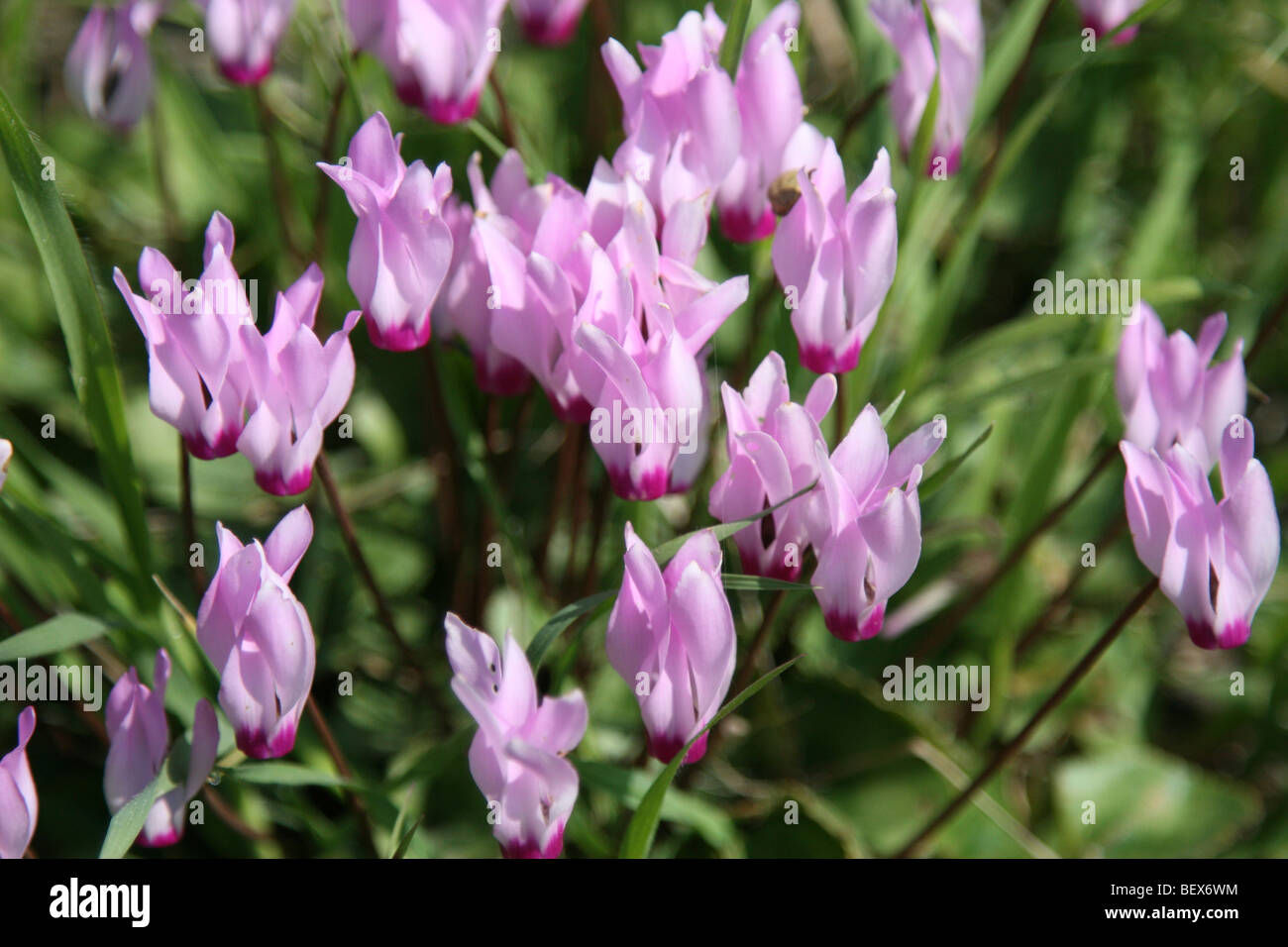 Violets flower hi-res stock photography and images - Alamy