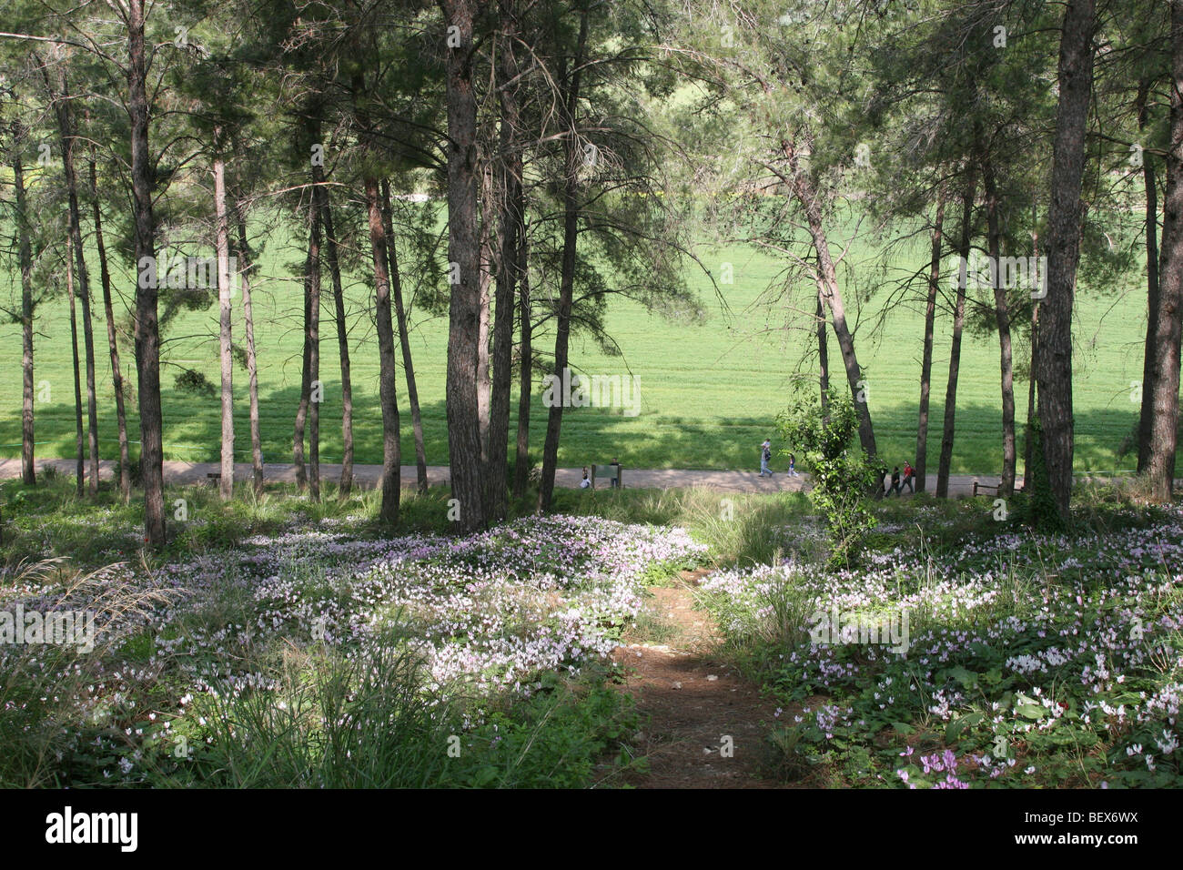Violets flowers hi-res stock photography and images - Alamy