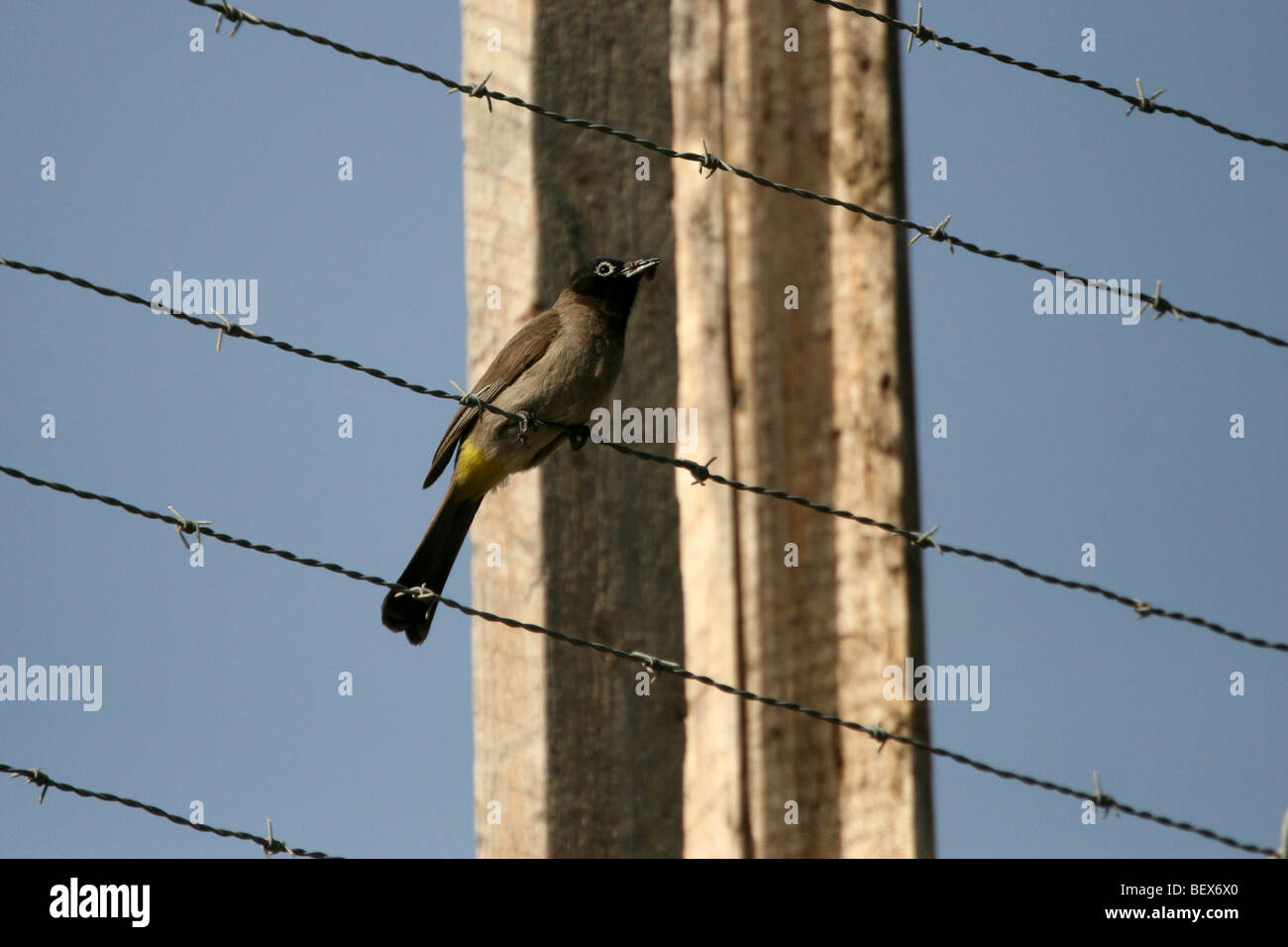 Pycnonotus xanthopygos, Israel Yellow-vented Bulbul AKA White ...