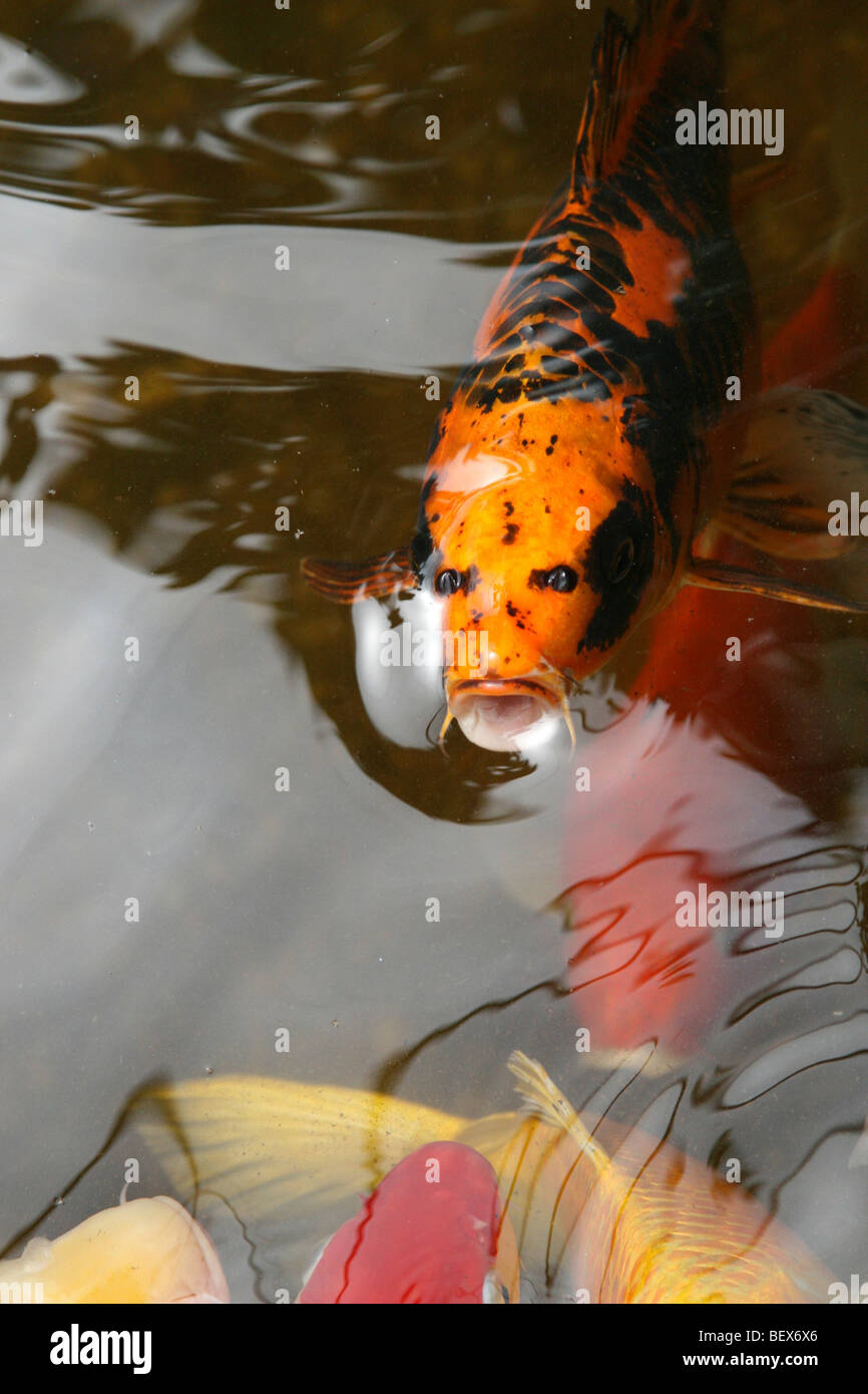 Pond full of goldfish hi-res stock photography and images - Alamy