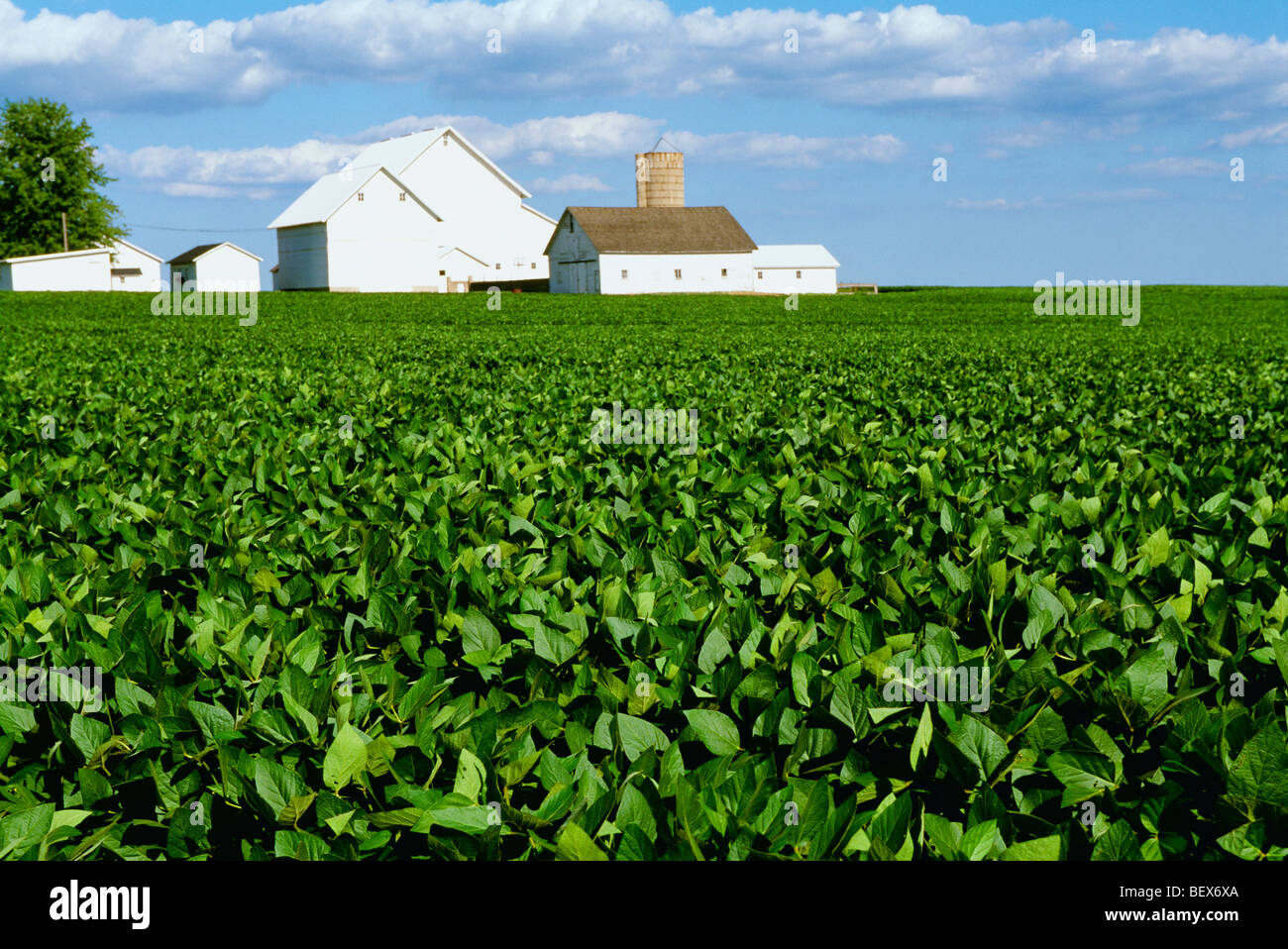 Agriculture - Field of mid growth soybean plants with white barns and ...