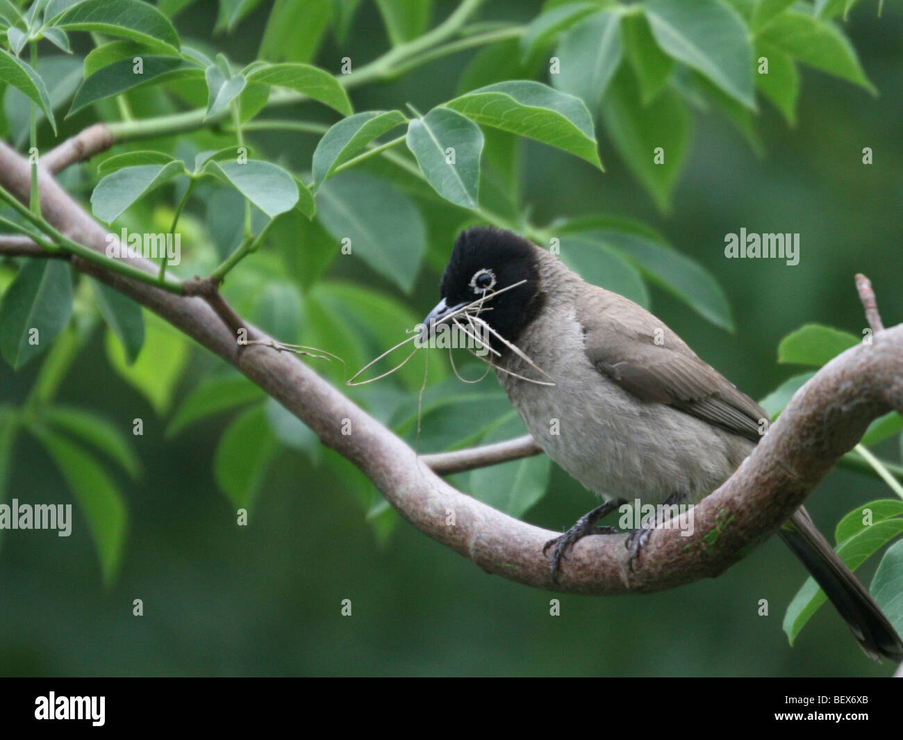 Pycnonotus xanthopygos, Israel Yellow-vented Bulbul AKA White ...