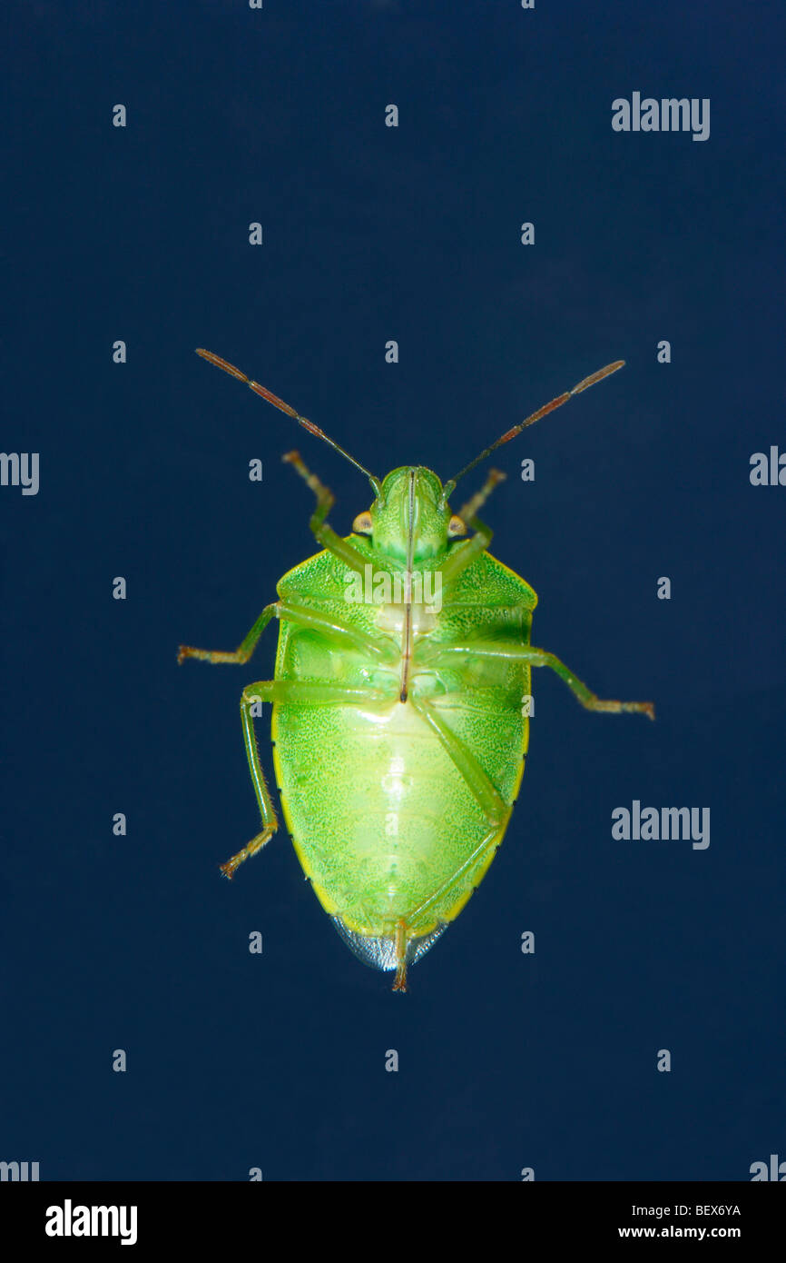 Southern Green Shieldbug, Nezara viridula. Underside view Stock Photo ...