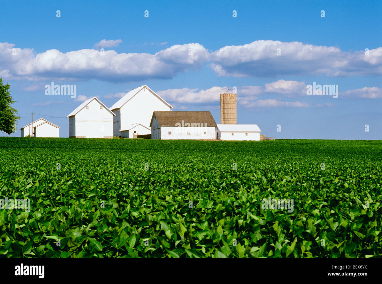 Agriculture - Field of mid growth soybean plants with white barns and ...