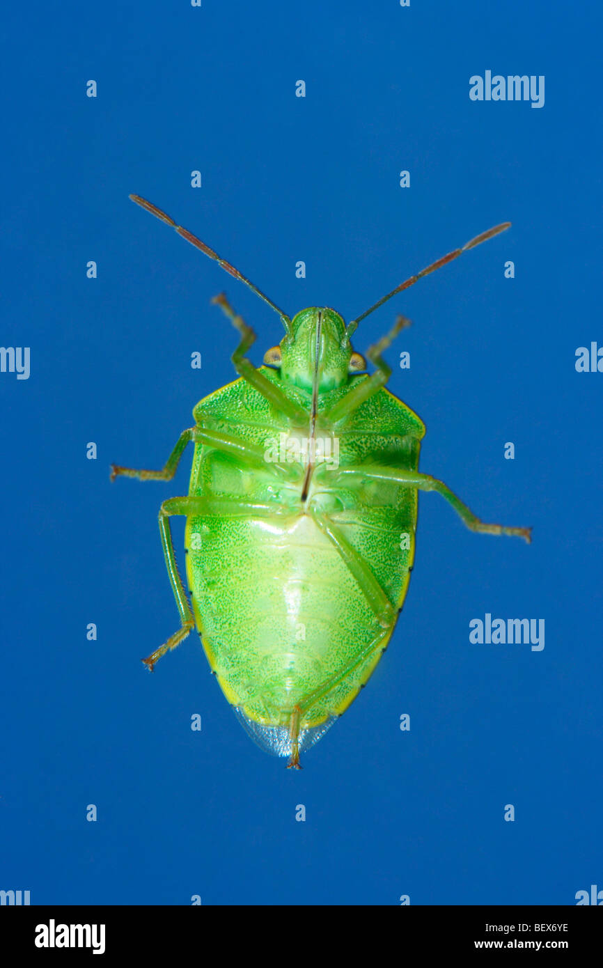 Southern Green Shieldbug, Nezara viridula. Underside view Stock Photo ...