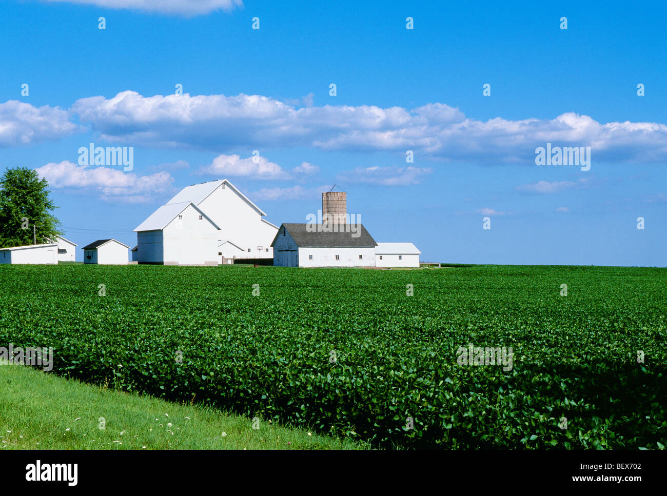 Agriculture - Field of mid growth soybean plants with white barns and ...