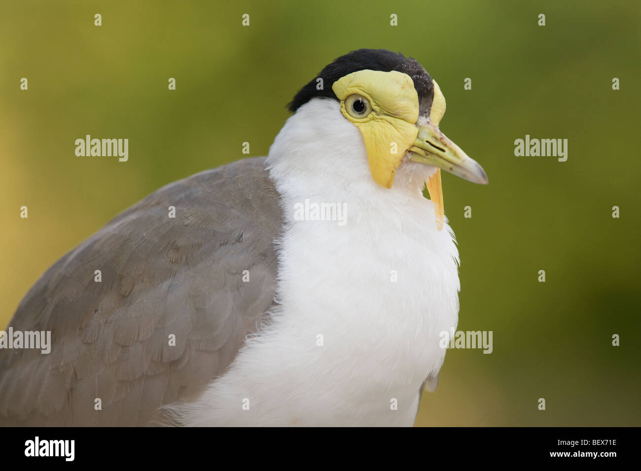 Masked Lapwing or Masked Plover - Vanellus miles Stock Photo - Alamy
