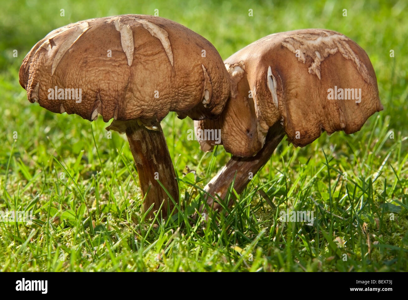 Toadstools on a lawn in North Yorkshire in Northern England Stock Photo ...