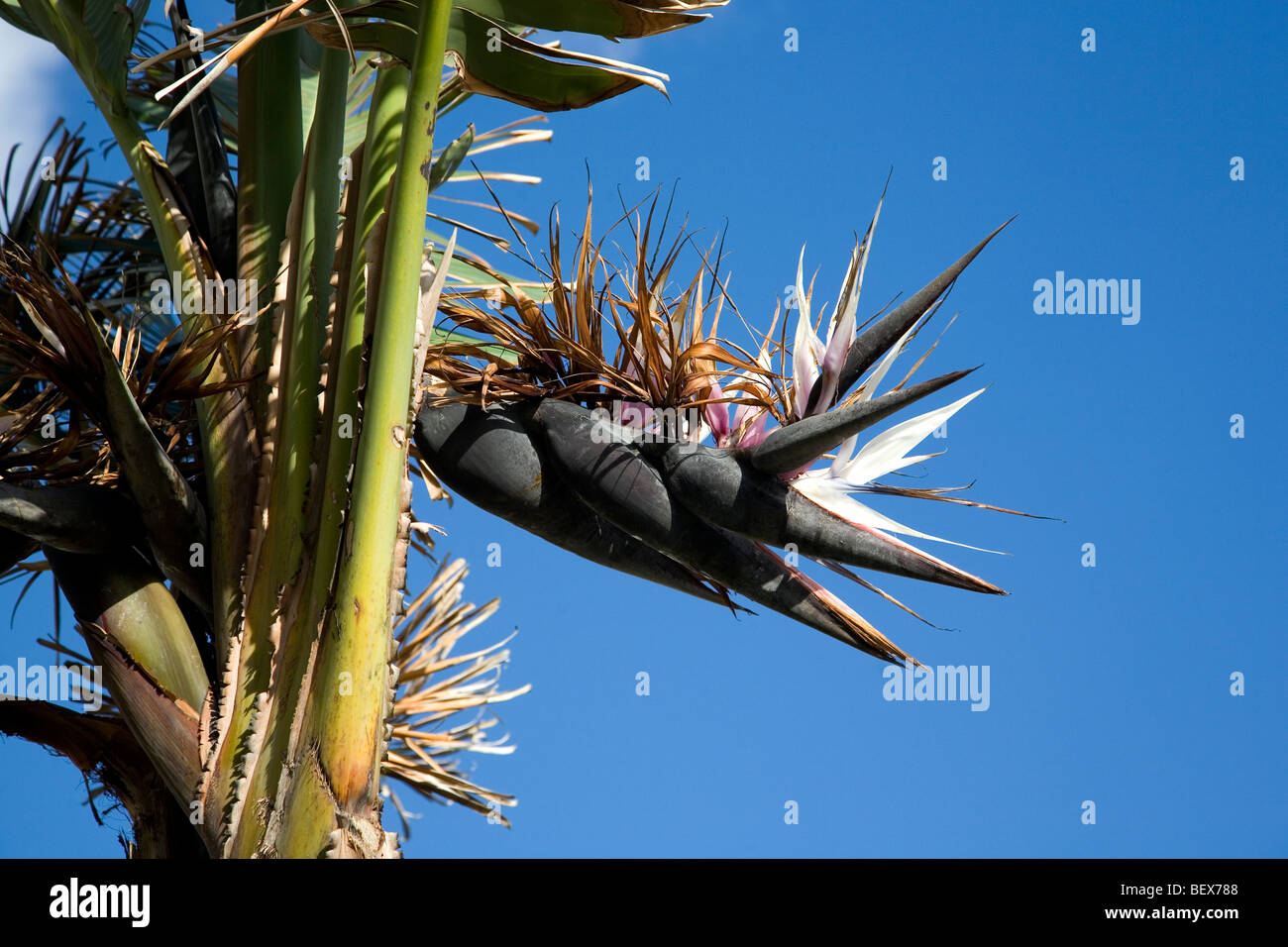 Exotic Banana tree Flower Stock Photo - Alamy