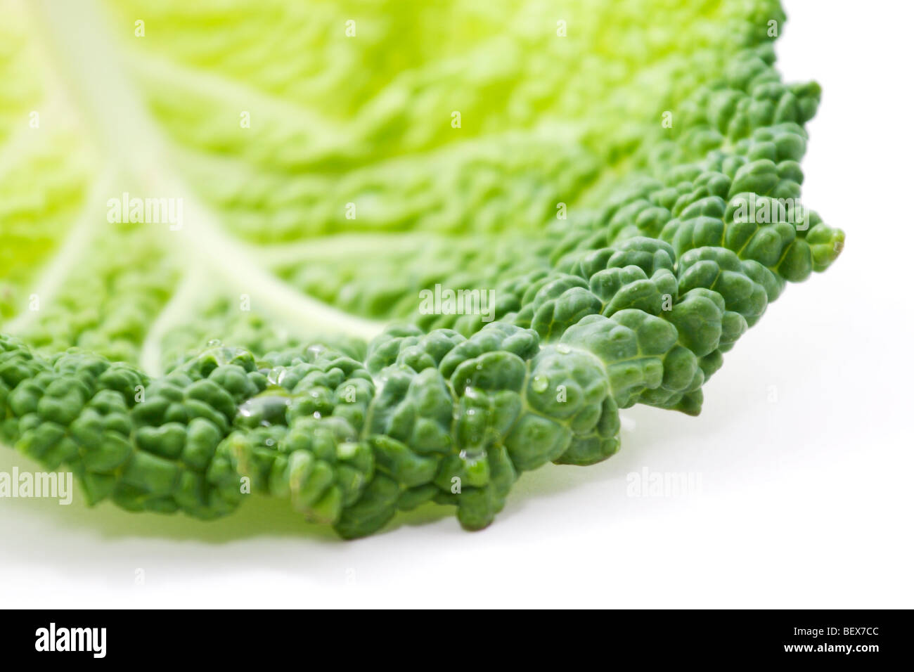 Close-up of a cabbage leaf on a white background Stock Photo - Alamy