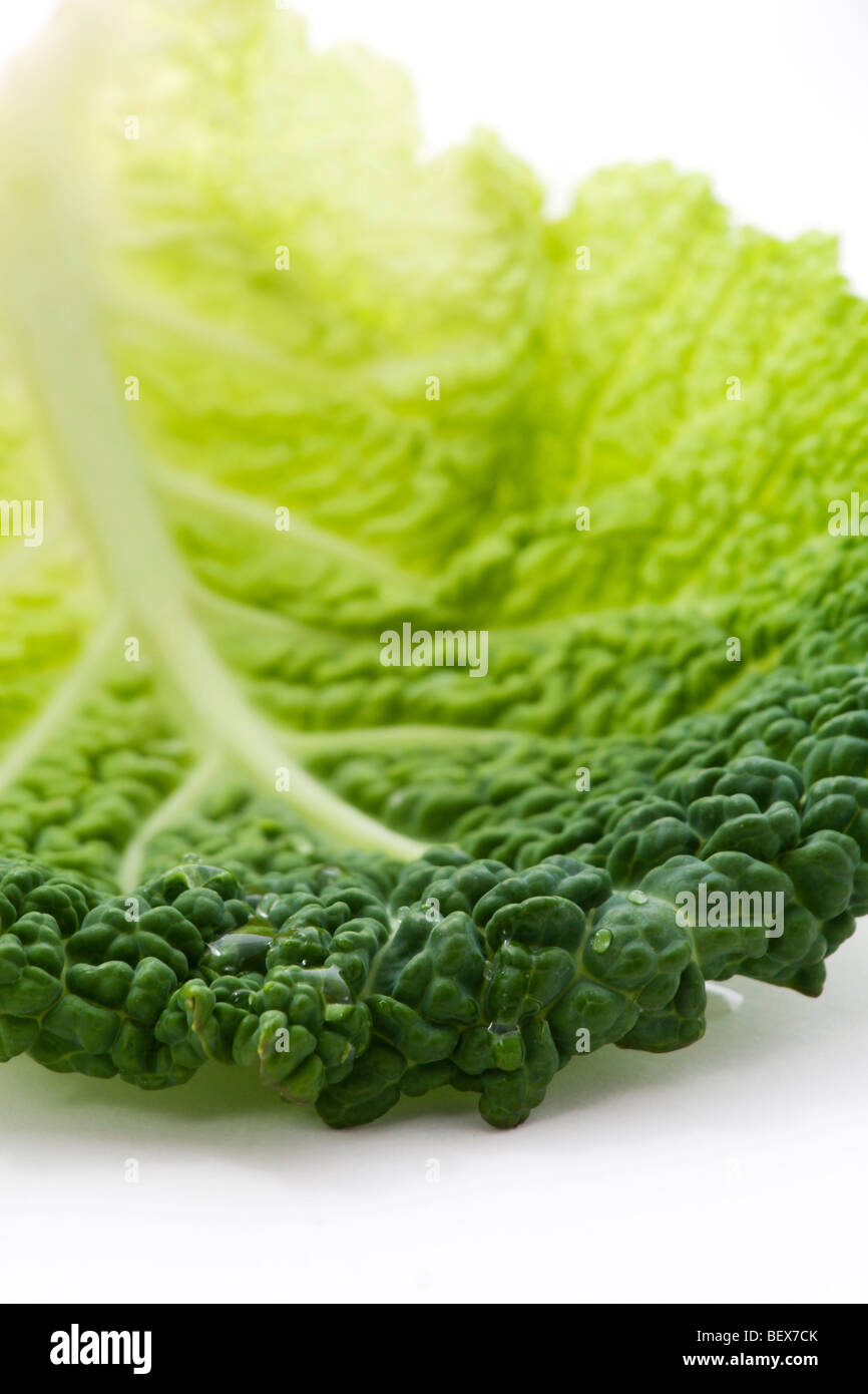 Close-up of a cabbage leaf on a white background Stock Photo - Alamy