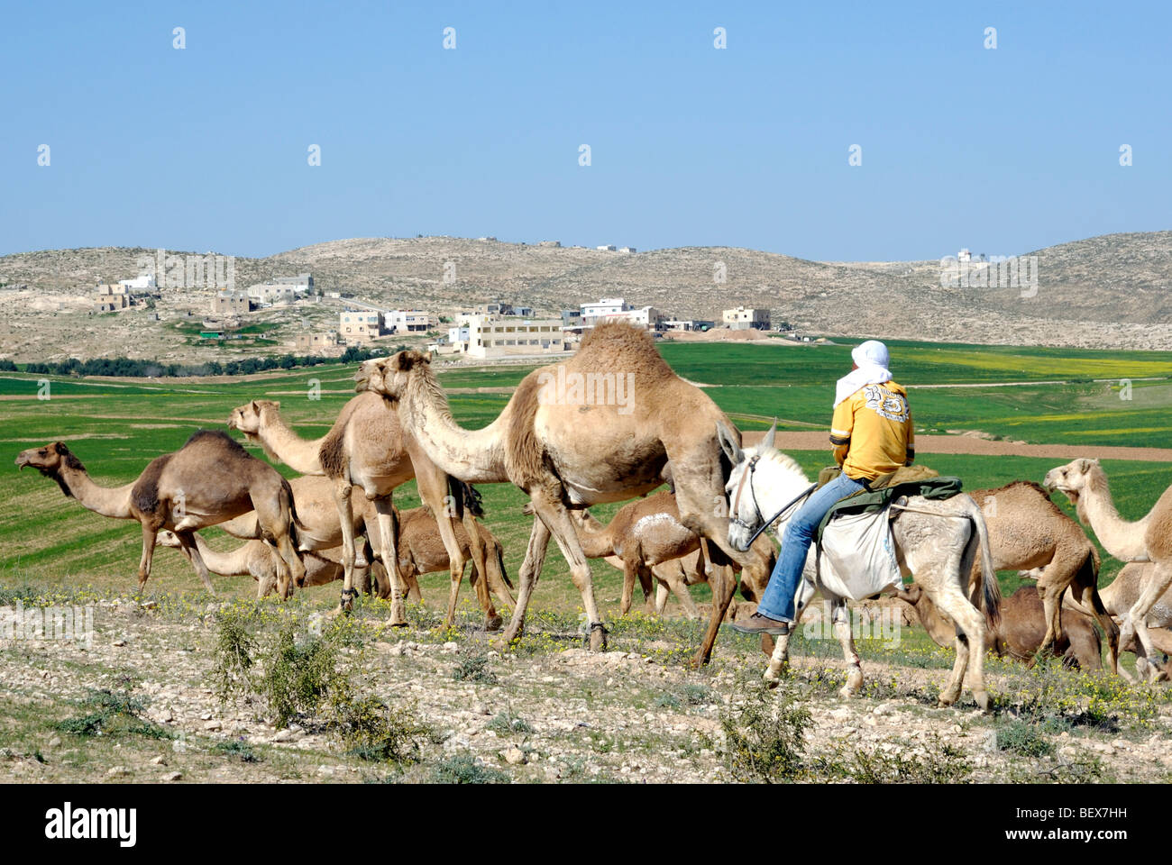 Israel, Negev Desert, A herd of Arabian camels (Camelus dromedarius ...