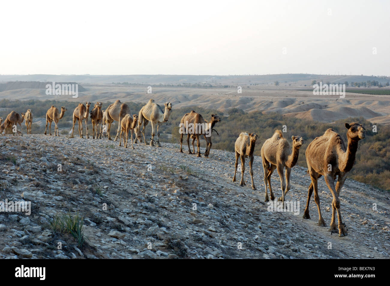 Israel, Negev Desert, A herd of Arabian camels (Camelus dromedarius ...