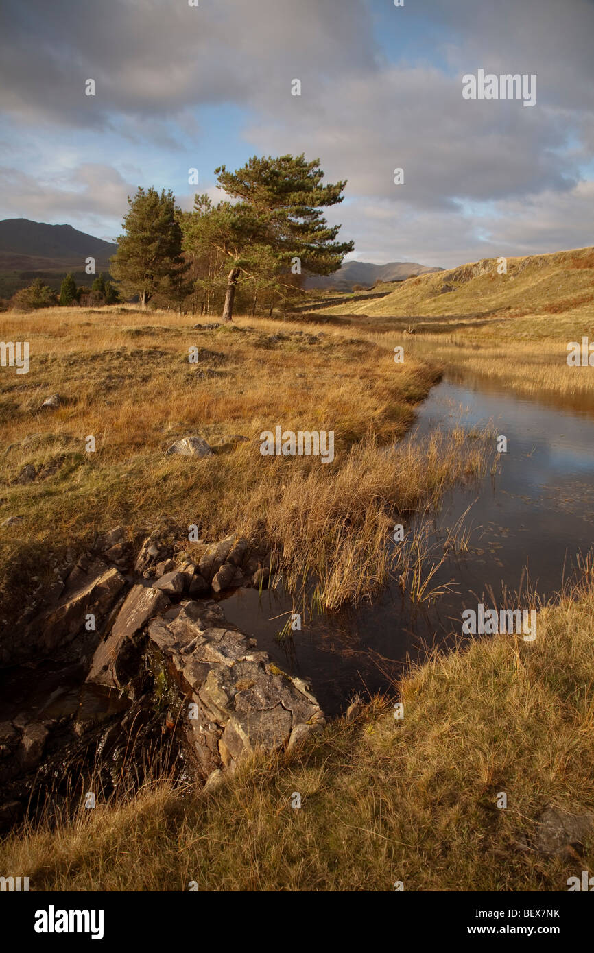 Kelly Hall Tarn on Torver Common in the english Lake District in autumn ...